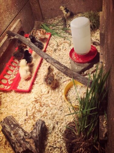 How Big Should A Brooder Box Be? – Mother Earth News